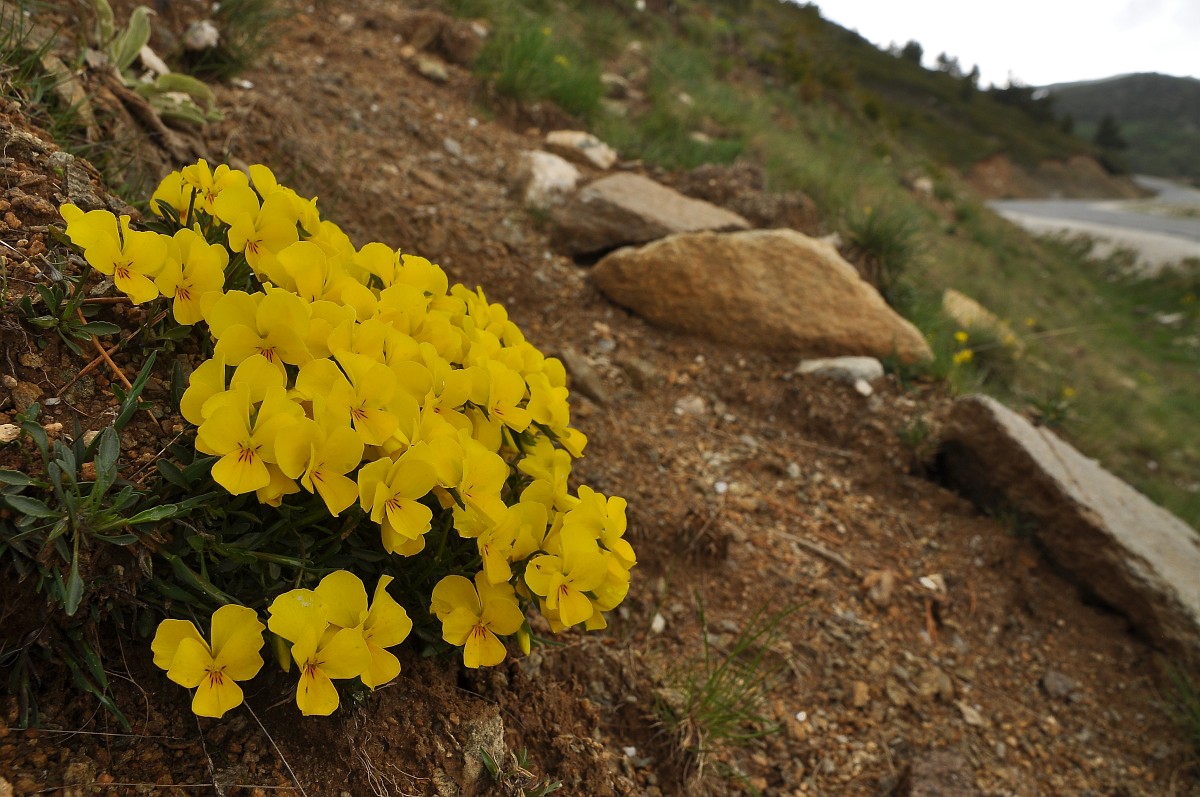 Viola Eximia